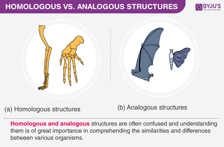 Analogous And Homologous Organs With Examples Jampel