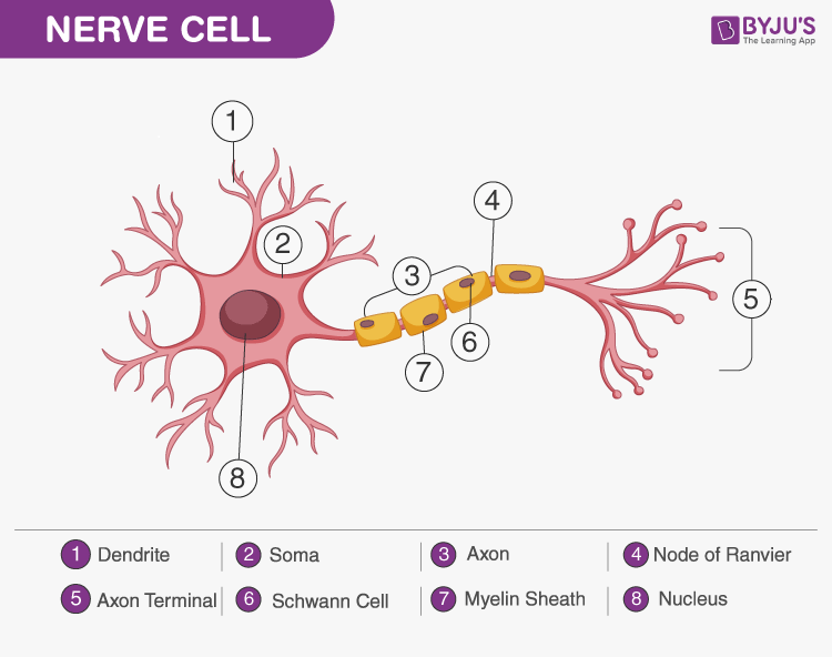 Nervous Tissue Overview Characteristics Structure Function