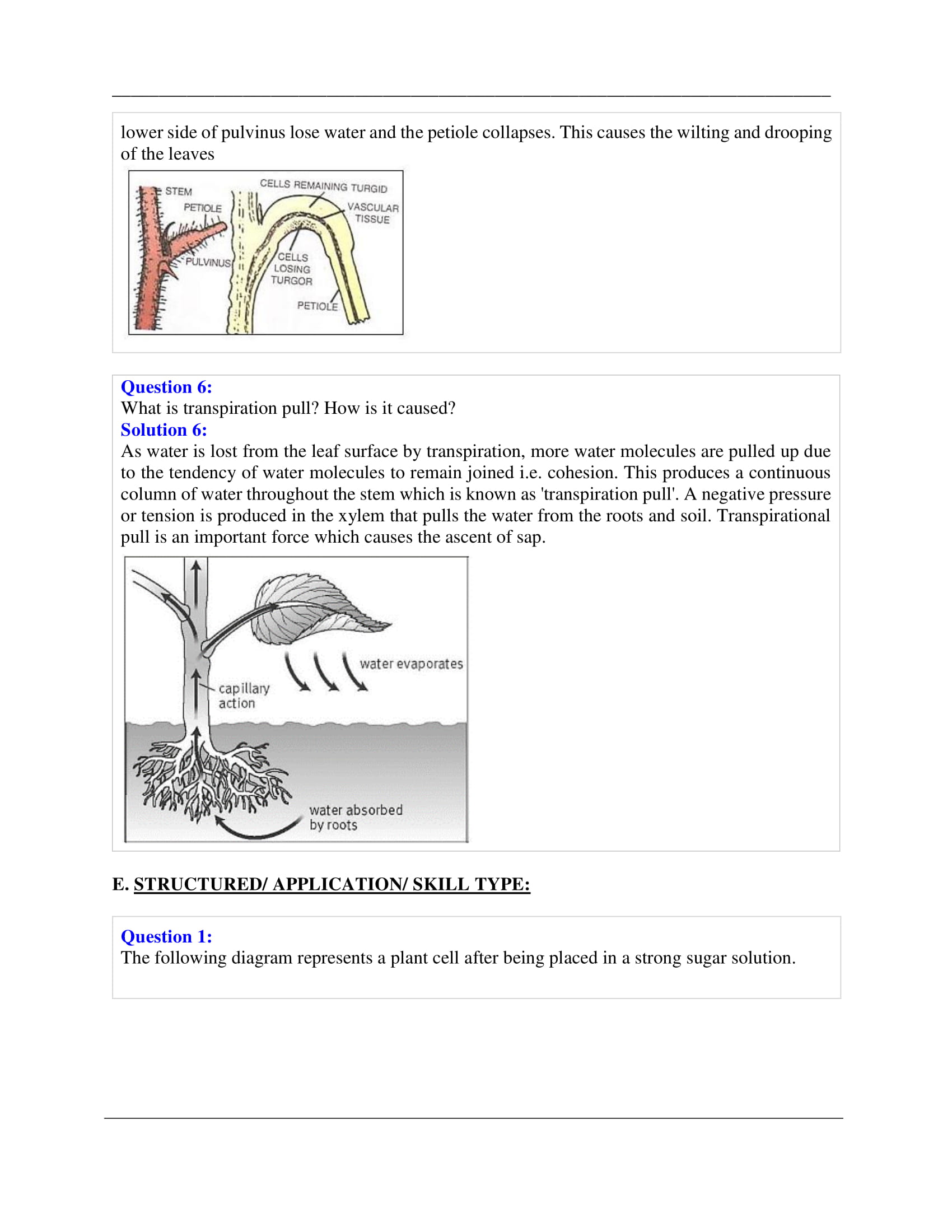 Selina Solutions Class 10 Concise Biology Chapter 3 Absorption By Roots