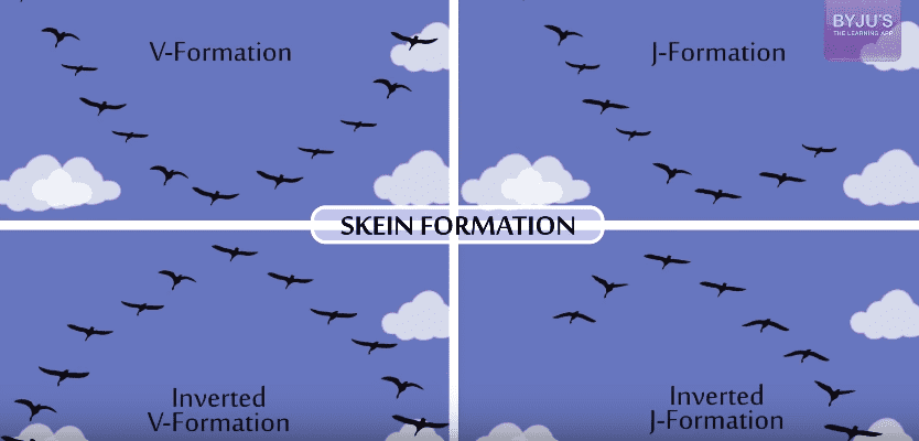 Why Do Birds Fly In a V Format? - Bird Flight, Mechanism, V-formation