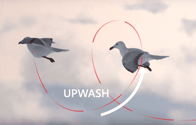 Why Do Birds Fly In a V Format? - Bird Flight, Mechanism, V-formation