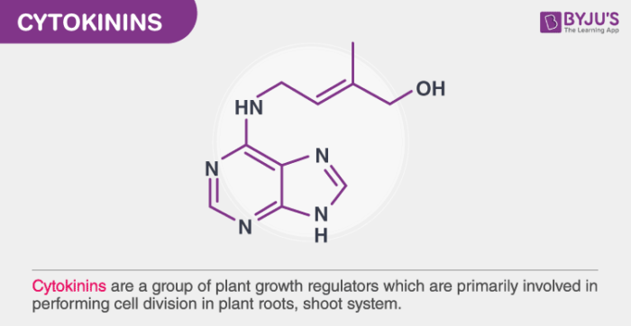 Plant Growth and Development - Important Notes for NEET Biology