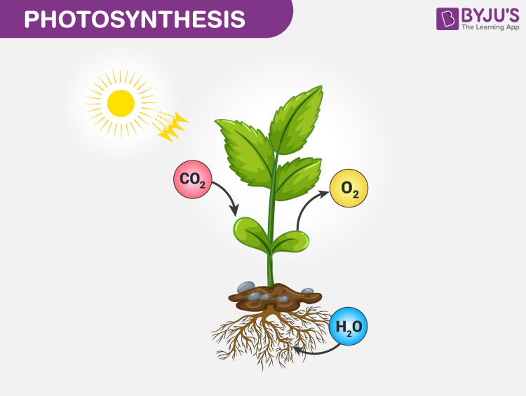 5 07 Energy Flow In Ecosystems Edu iTugas