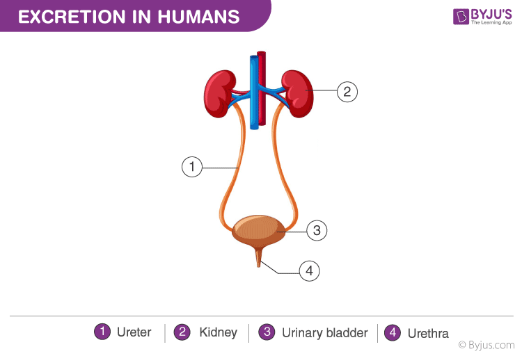 Human Excretion Excretory System Kidneys Videos Solved