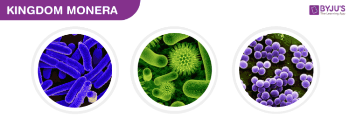 Diversity In Living Organisms Class 9 Notes - Chapter 7 Tips