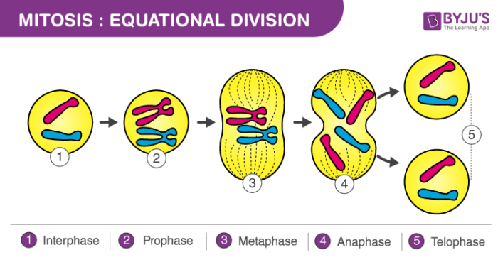 Cell Cycle and Cell Division - Important Notes for NEET Biology