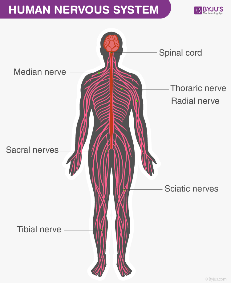 Human Nervous System Structure Function Parts 