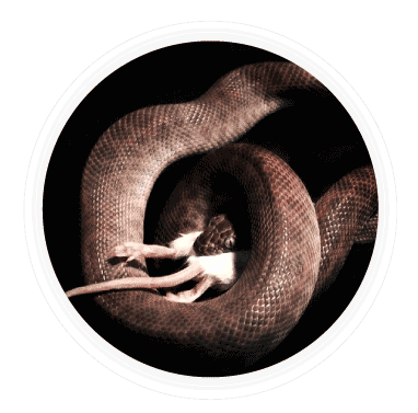 Nutrition in Animals - Modes of Feeding Behaviors in Animals