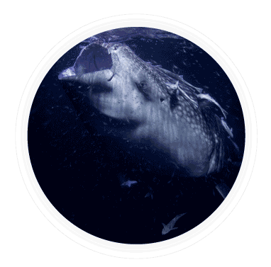 Nutrition in Animals - Modes of Feeding Behaviors in Animals