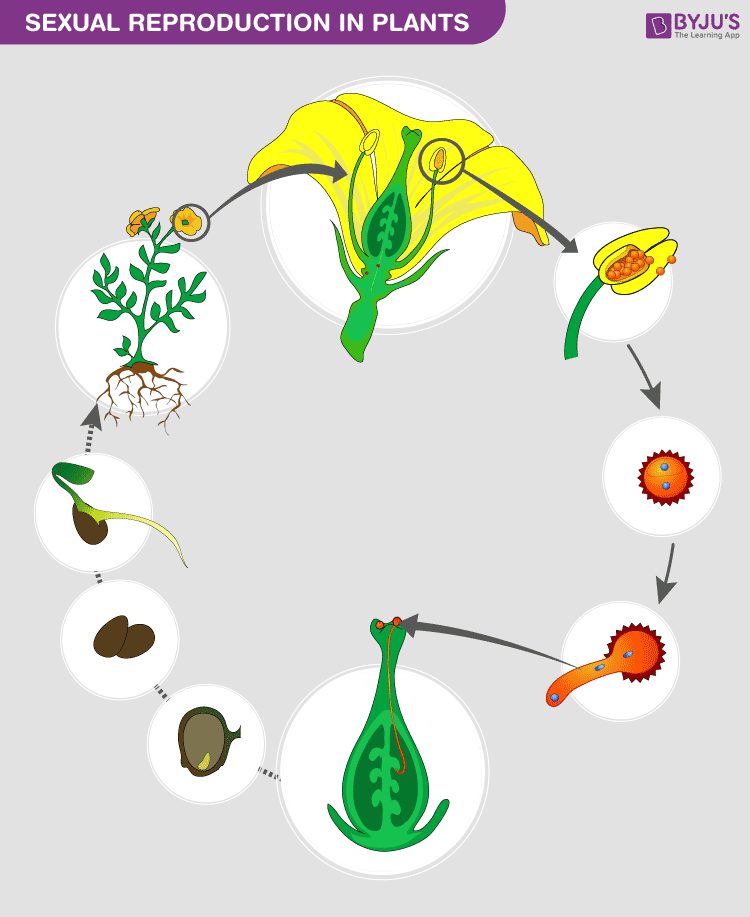 Sexual Reproduction In Plants Features And Its Process Free Download 