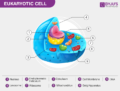 5.) Summarize the eukaryotic cell components in the tabular format in terms of structure and ...