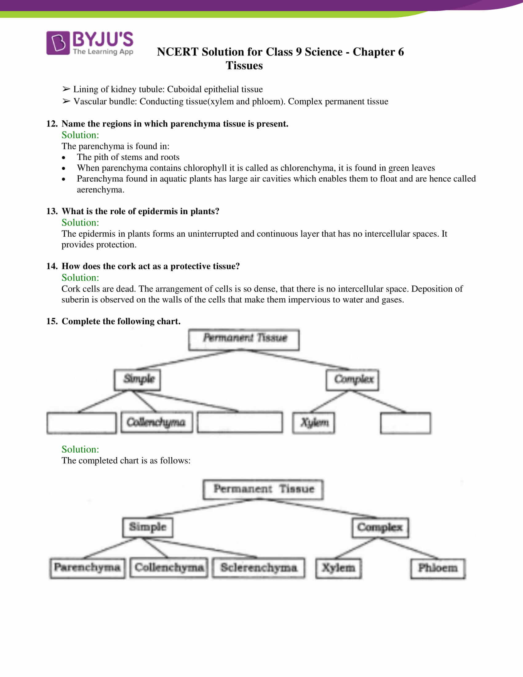 NCERT Solutions Class 9 Science Chapter 6 Tissues Updated For CBSE 2019 ncert-solutions-class-9-science-chapter-6-tissues-updated-for-cbse-2019