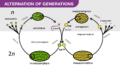 Alternation of generations - Life Cycle of a Plant