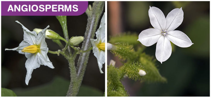 Angiosperms - Characteristics Of Angiosperms