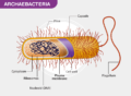 Archaebacteria - Characteristics & Types Of Archaebacteria