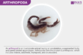 Phylum Arthropoda - Characteristics & Classification Of Arthropoda