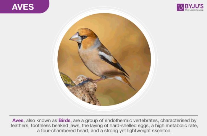 Class Aves-Characteristics And Classifications