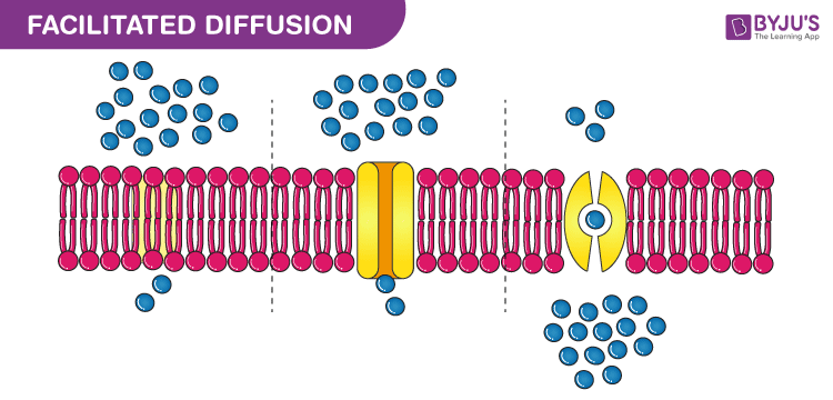 What Is Facilitated Diffusion Types Importance Examples