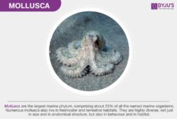 Phylum Mollusca - Characteristics, Classification and Examples