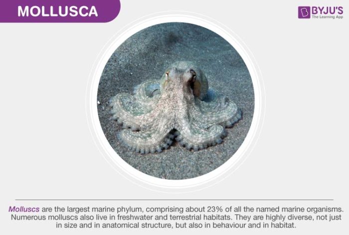 Phylum Mollusca - Characteristics, Classification and Examples