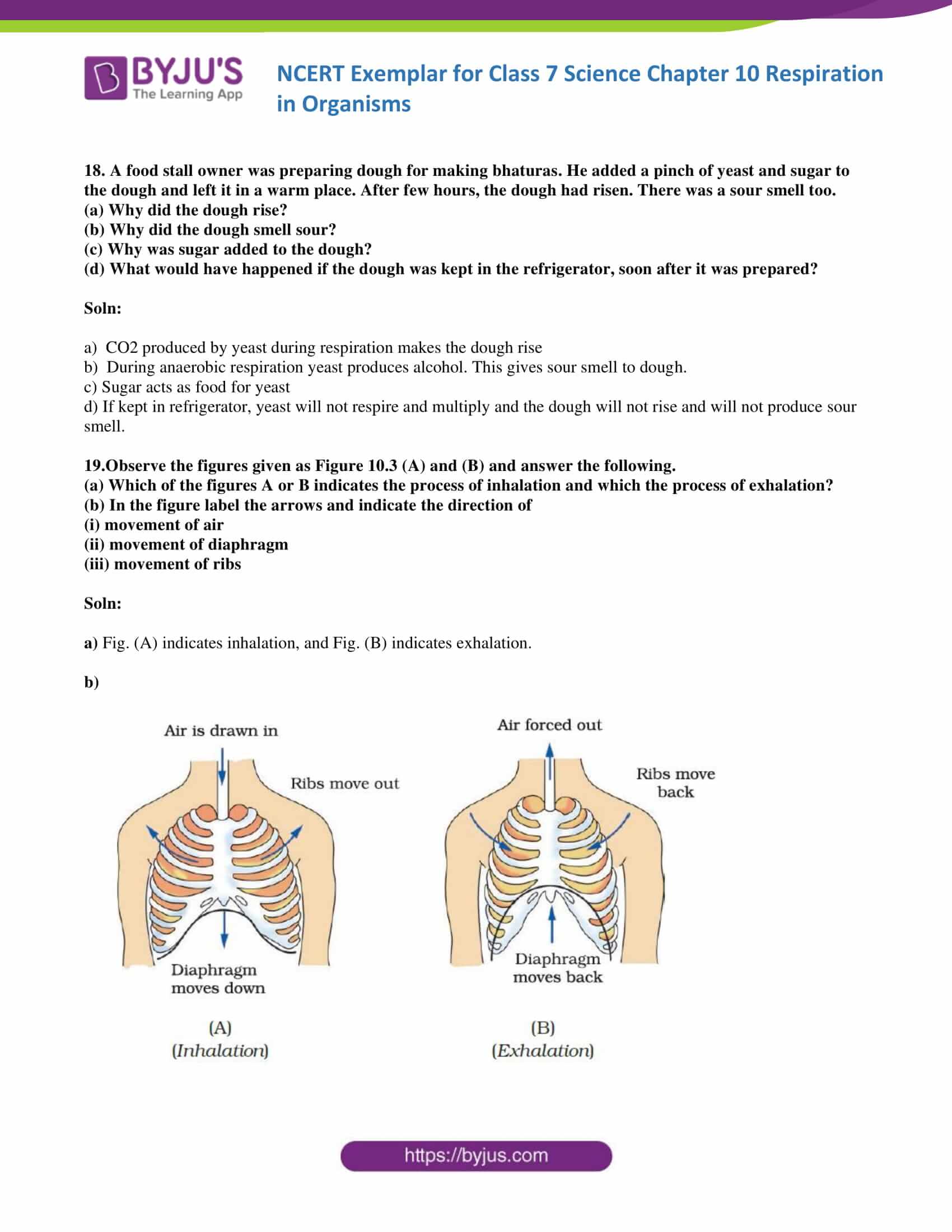NCERT Exemplar Solutions For Class 7 Science Chapter 10 Respiration In NCERT Exemplar Solutions For Class 7 Science Chapter 10 Respiration In
