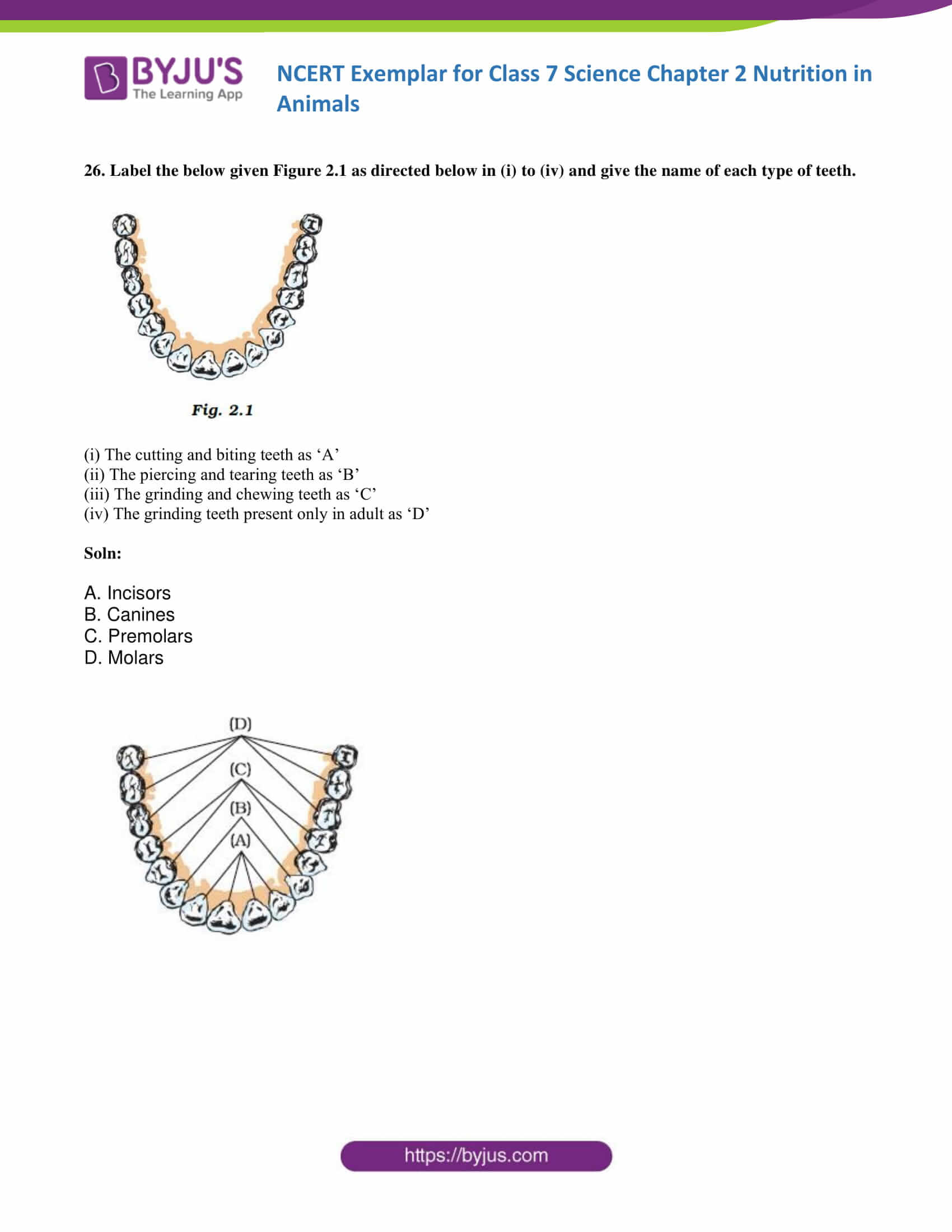 NCERT Exemplar For Class 7 Science Chapter 2 Nutrition In Animals