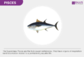 An Overview Of Pisces- Characteristics And Classifications
