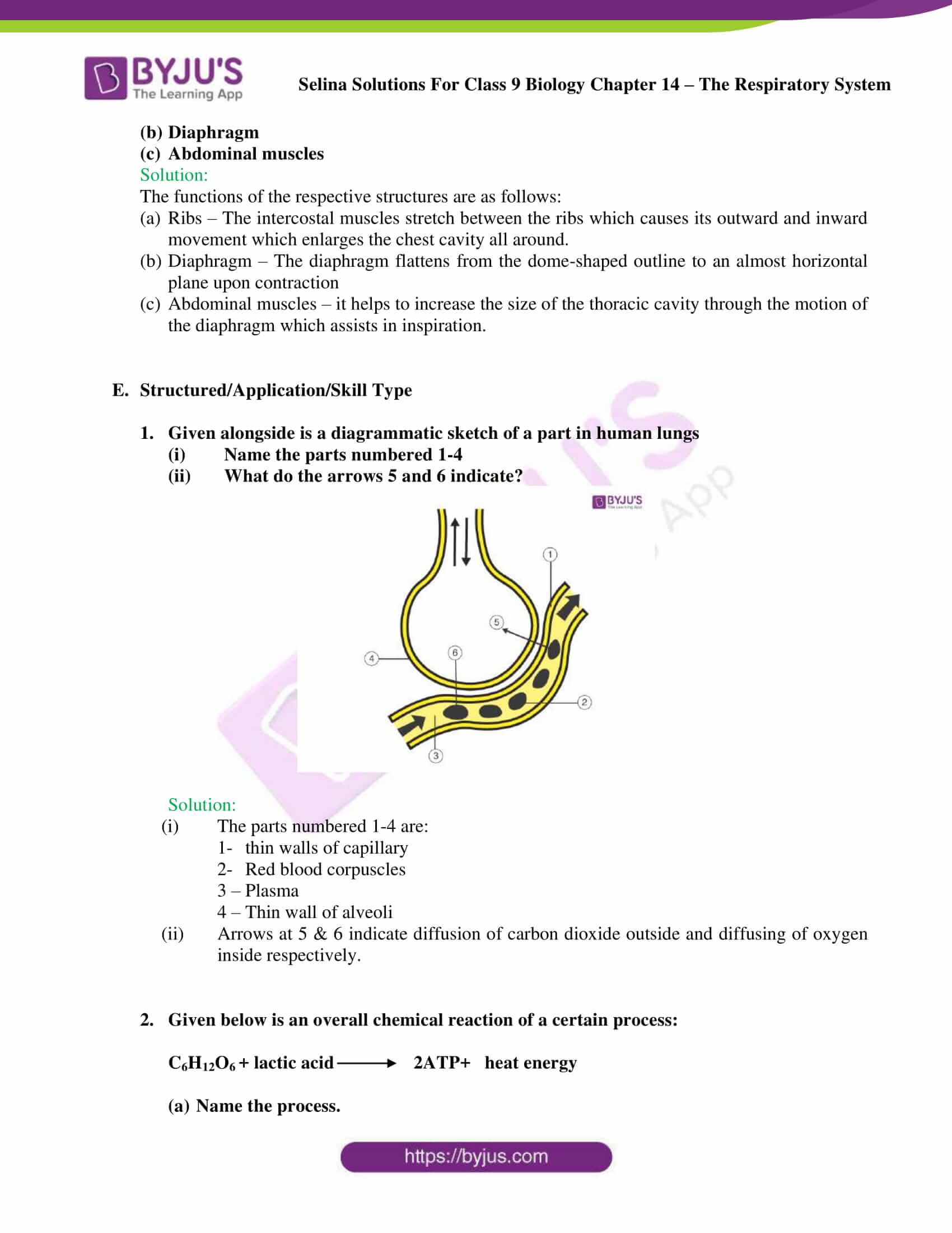 Selina Solutions Class 9 Concise Biology Chapter 14 The Respiratory Selina Solutions Class 9 Concise Biology Chapter 14 The Respiratory