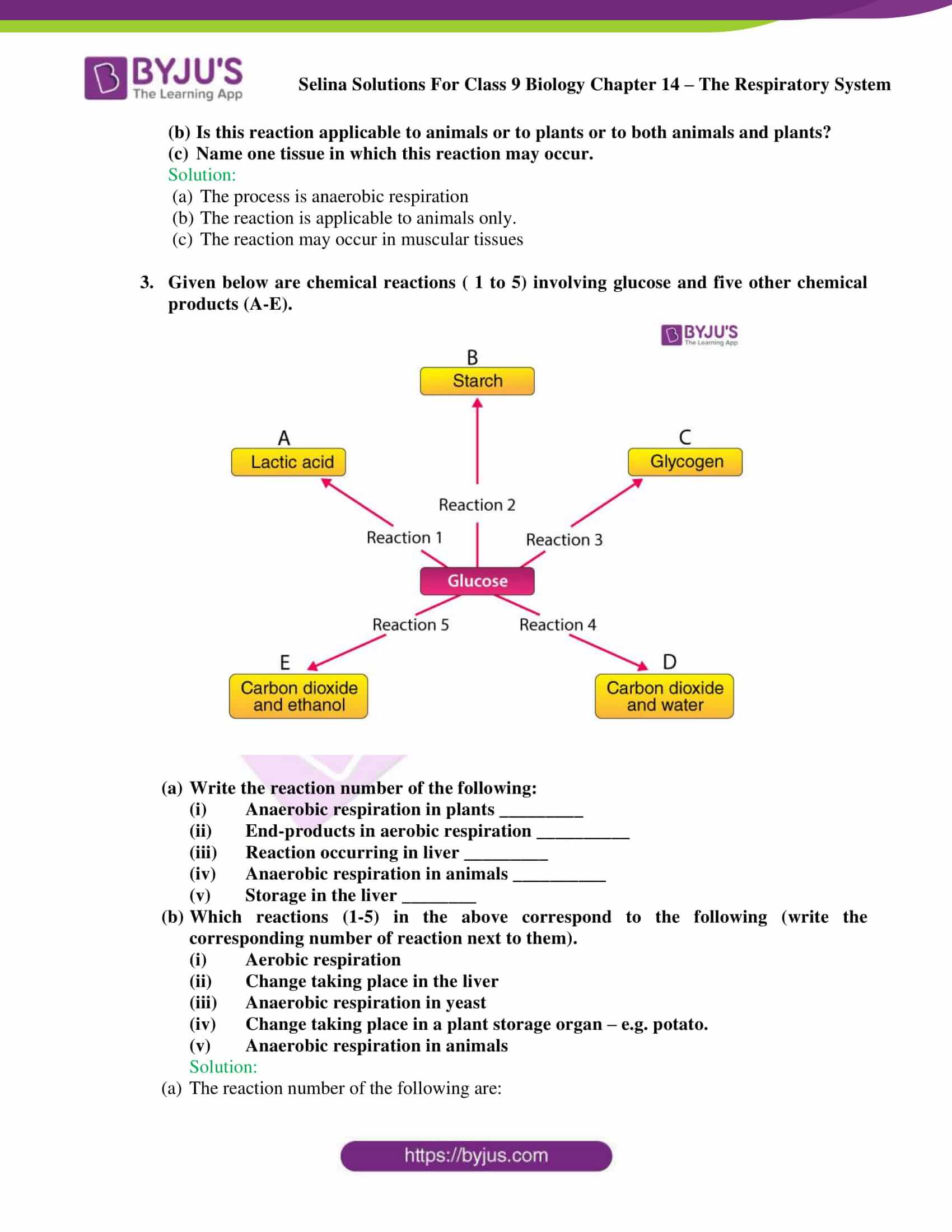 Selina Solutions Class 9 Concise Biology Chapter 14 The Respiratory Selina Solutions Class 9 Concise Biology Chapter 14 The Respiratory
