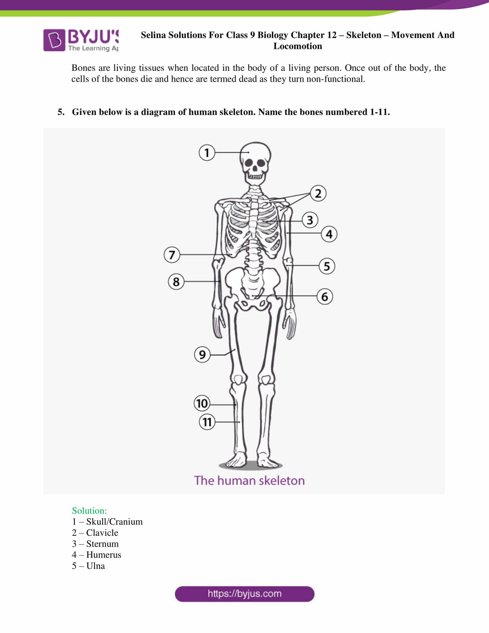 Chapter 6b Bones And Skeletal Tissues Flashcards Quizlet
