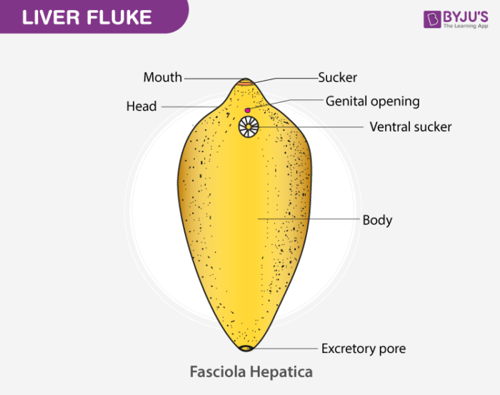 Liver Fluke Life Cycle: Introduction, Life Cycle, FAQs