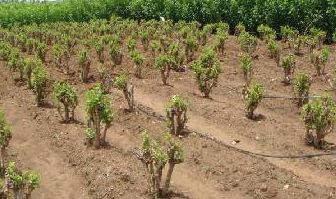 What is Sericulture? The Silkworm Rearing Process Explained!