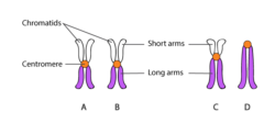 Centromeres - Structure, Functions and Types of Centromeres