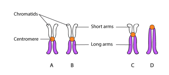 Centromeres - Structure, Functions and Types of Centromeres