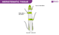 Meristematic Tissue - Characteristics and Types of Meristematic Tissue