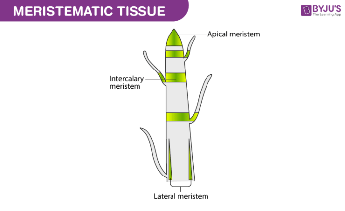 Meristematic Tissue - Characteristics and Types of Meristematic Tissue