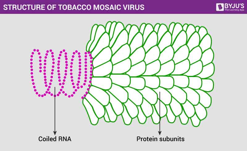 Kingdom Animalia, Kingdom Plantae & Kingdom Viruses, Viroids, & Lichens