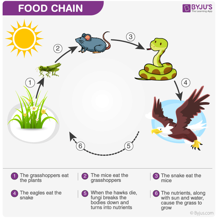 Grazing Food Chain Definition Types Examples FAQs