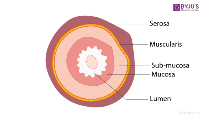 Digestion and Absorption - Important Notes for NEET Biology