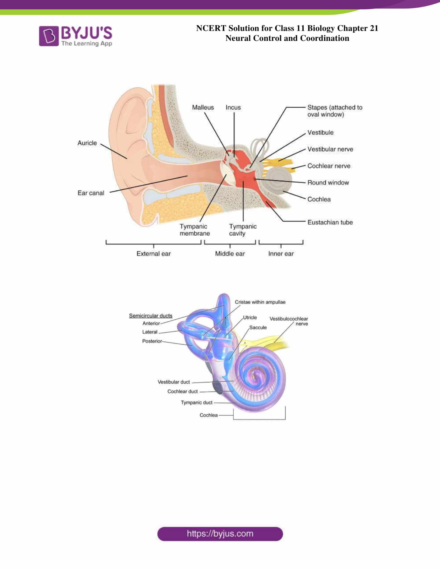 NCERT Solutions Class 11 Biology Chapter 21 Neural Control and ...