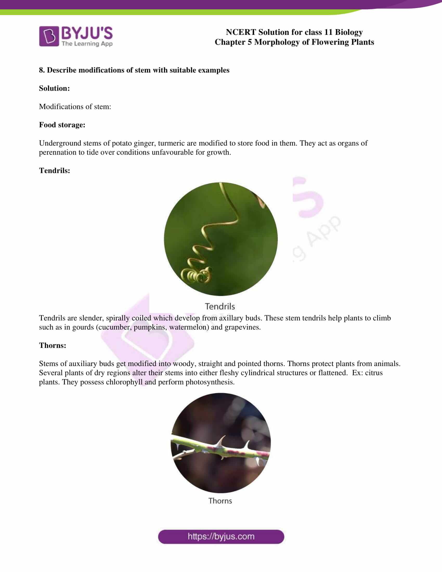 NCERT Solutions Class 11 Chapter 5 Morphology of Flowering plants