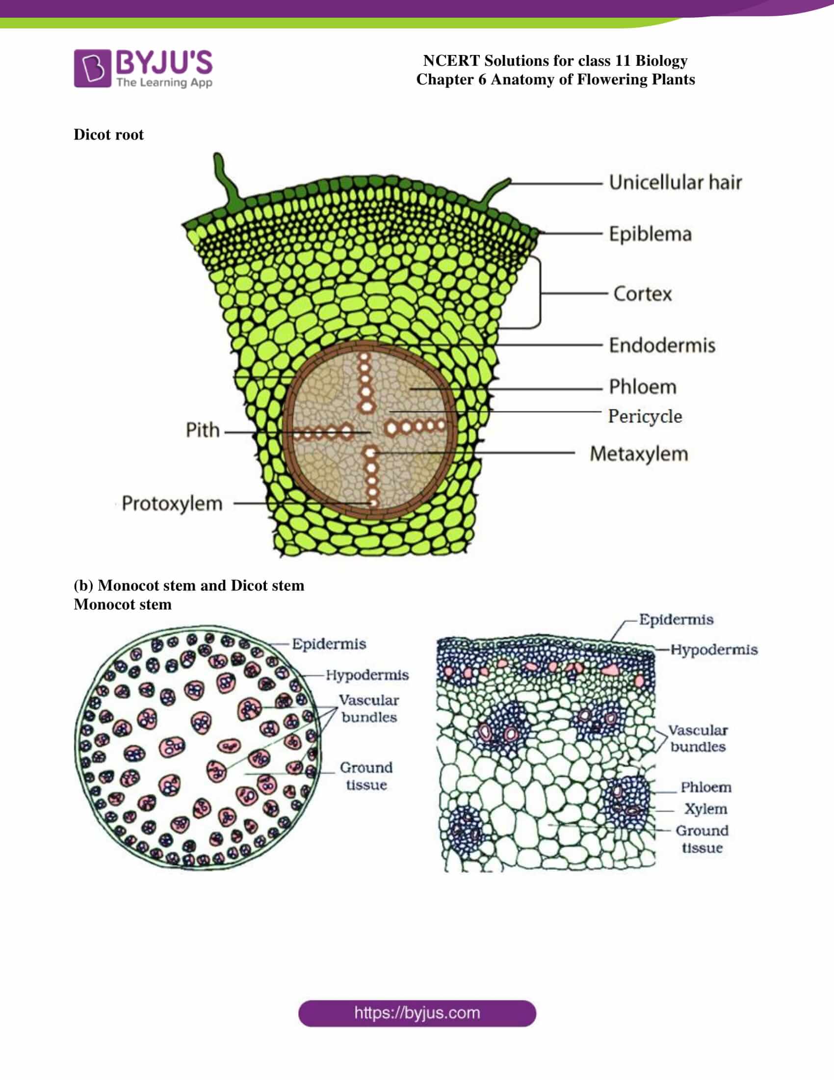 Anatomy Of Flowering Plants Cbse Notes For Class 11 Biology Biology