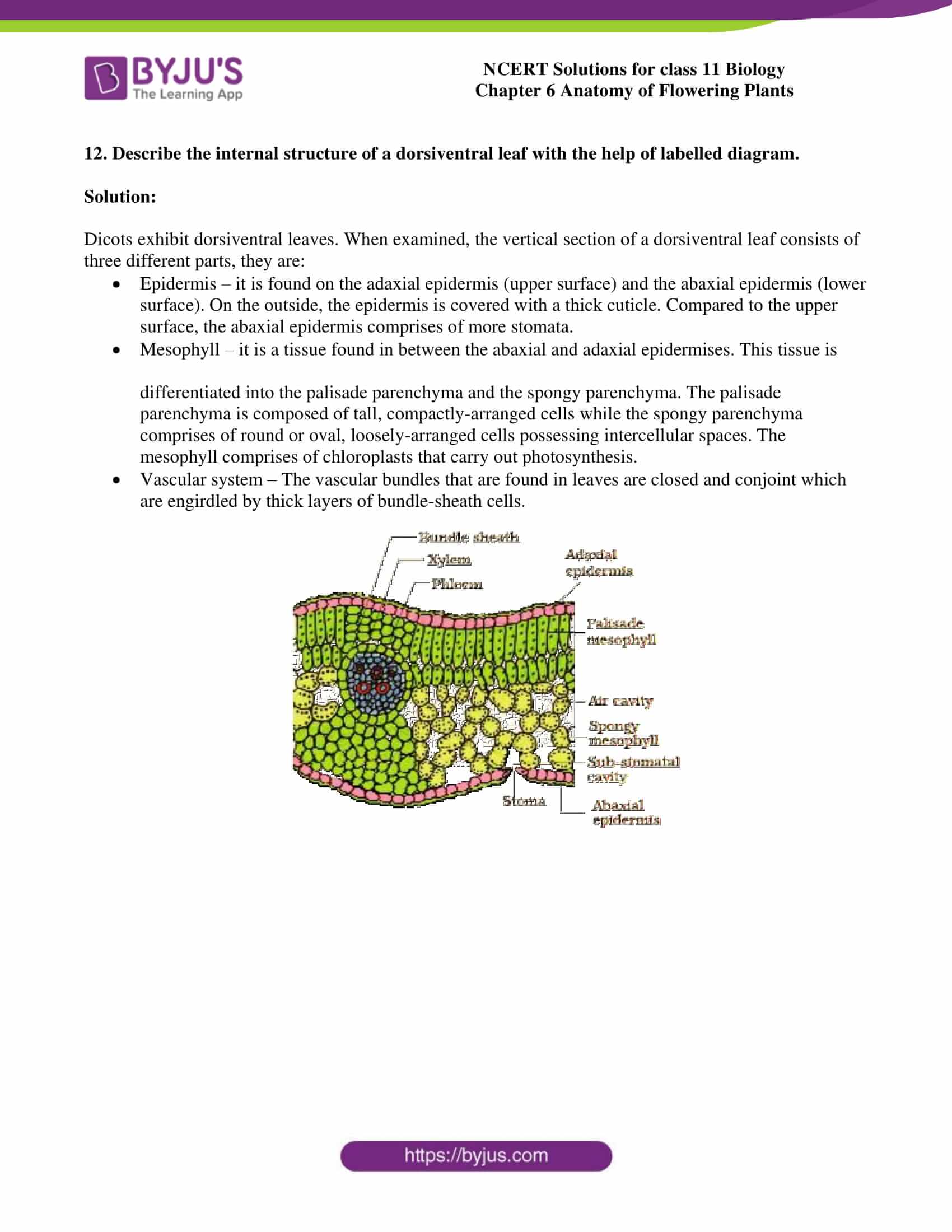 Ncert Solutions For Class 11th Ch 6 Anatomy Of Flowering NCERT