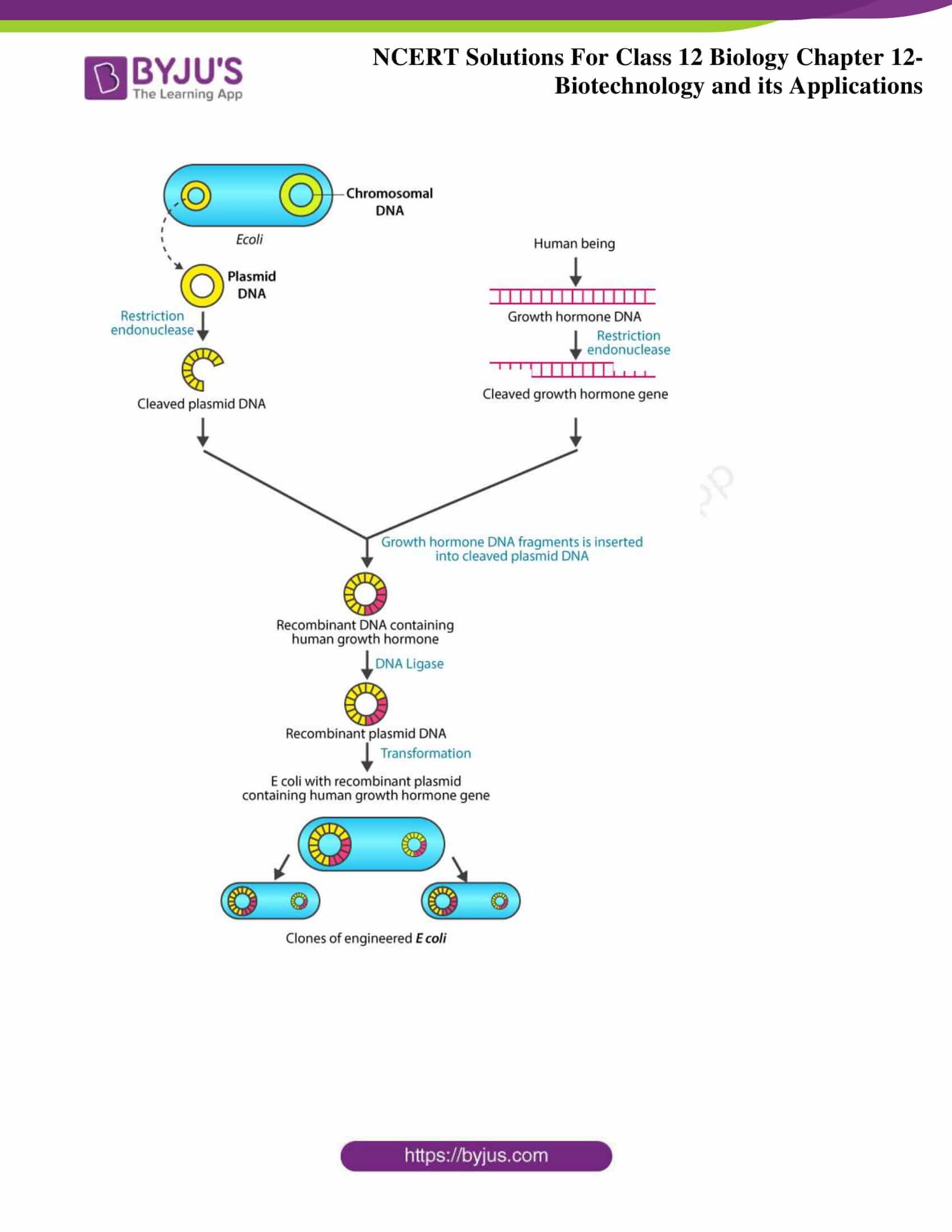 NCERT Solutions Class 12 Biology Chapter 12 - Biotechnology and its ...