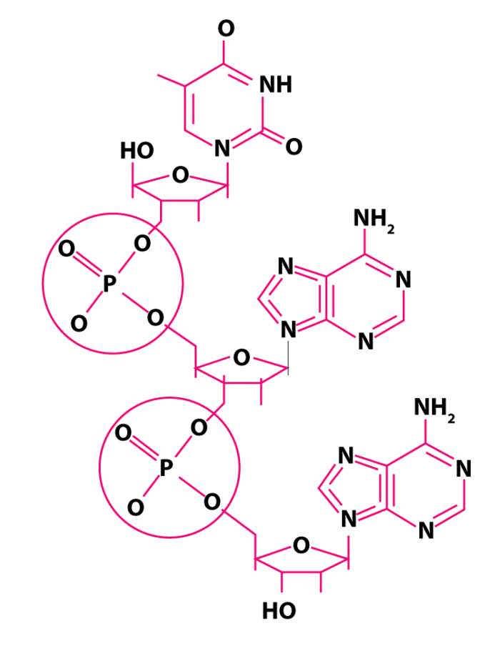 NCERT Solutions for Class 11 Biology Chapter 9 Biomolecules