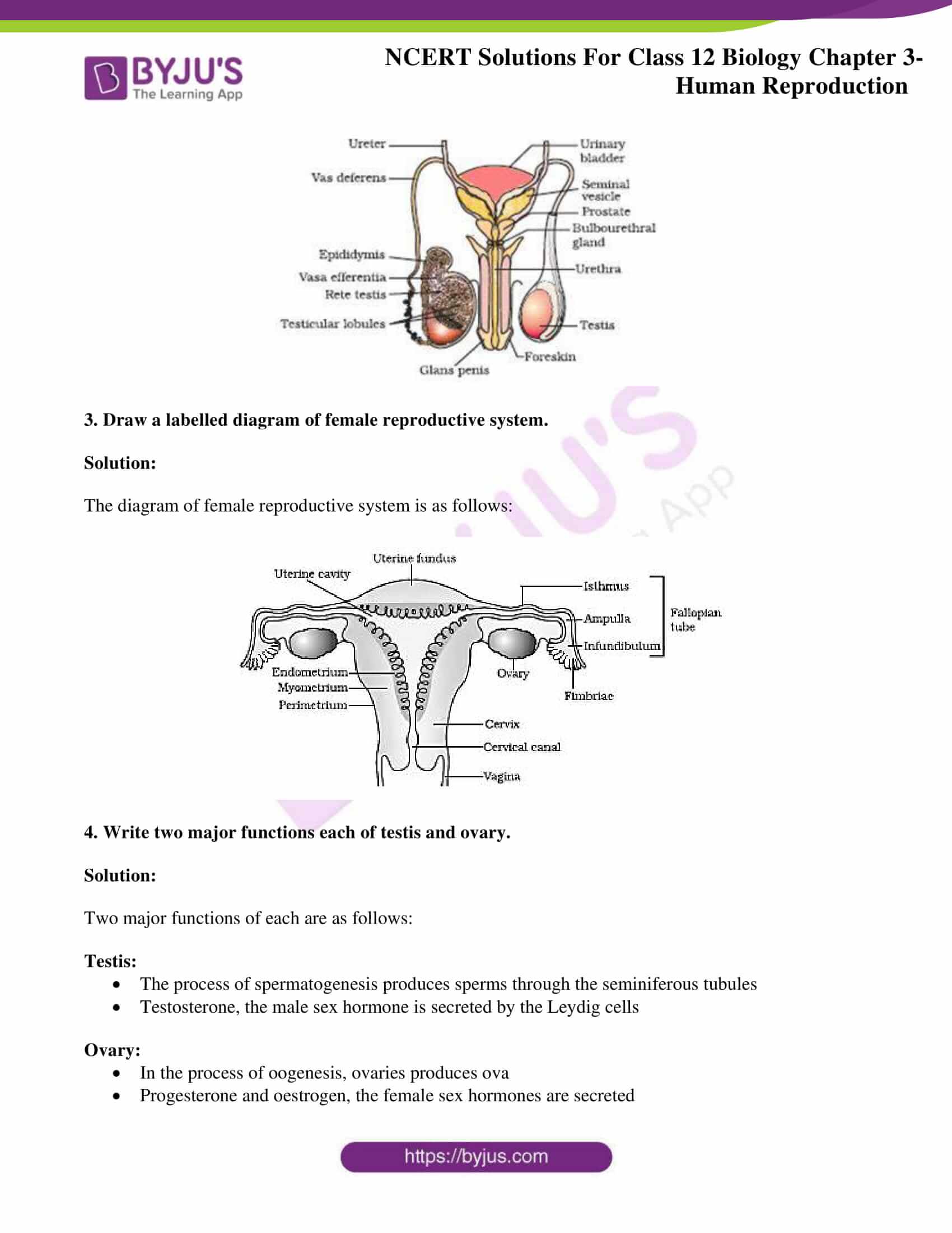 NCERT Solutions For Class 12 Biology Chapter 3 Human Reproduction 2022 NCERT Solutions For Class 12 Biology Chapter 3 Human Reproduction 2022