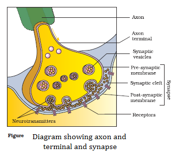 CBSE Class11 Biology Chapter 21 Neural Control and Coordination Notes