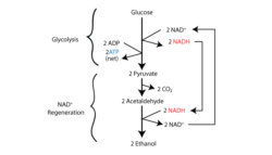 Types of Fermentation: Definition, Process, Advantages