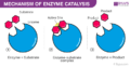 Enzyme Catalyst - Definition, Characteristics, Types, Catalysis ...