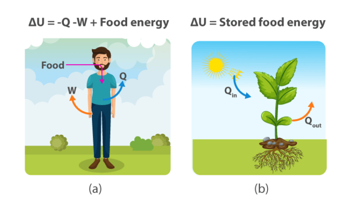 First Law of Thermodynamics - Equations, Limitations, Examples